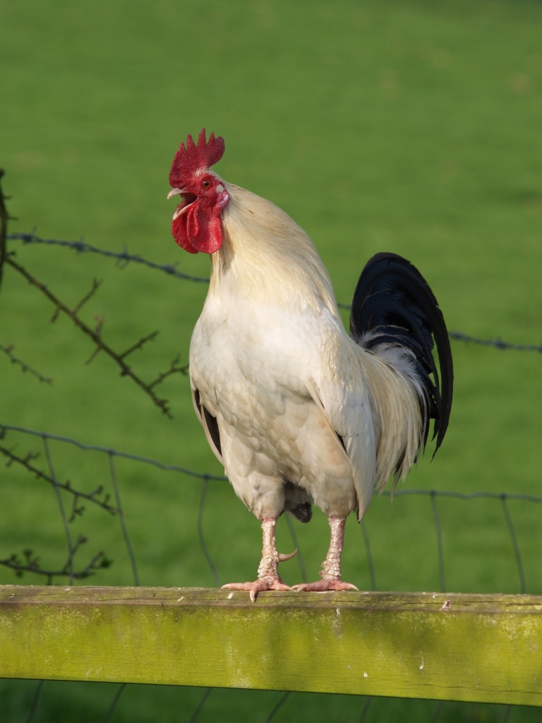 Wie viele Hühner braucht ein Hahn? - Ilkasfarm