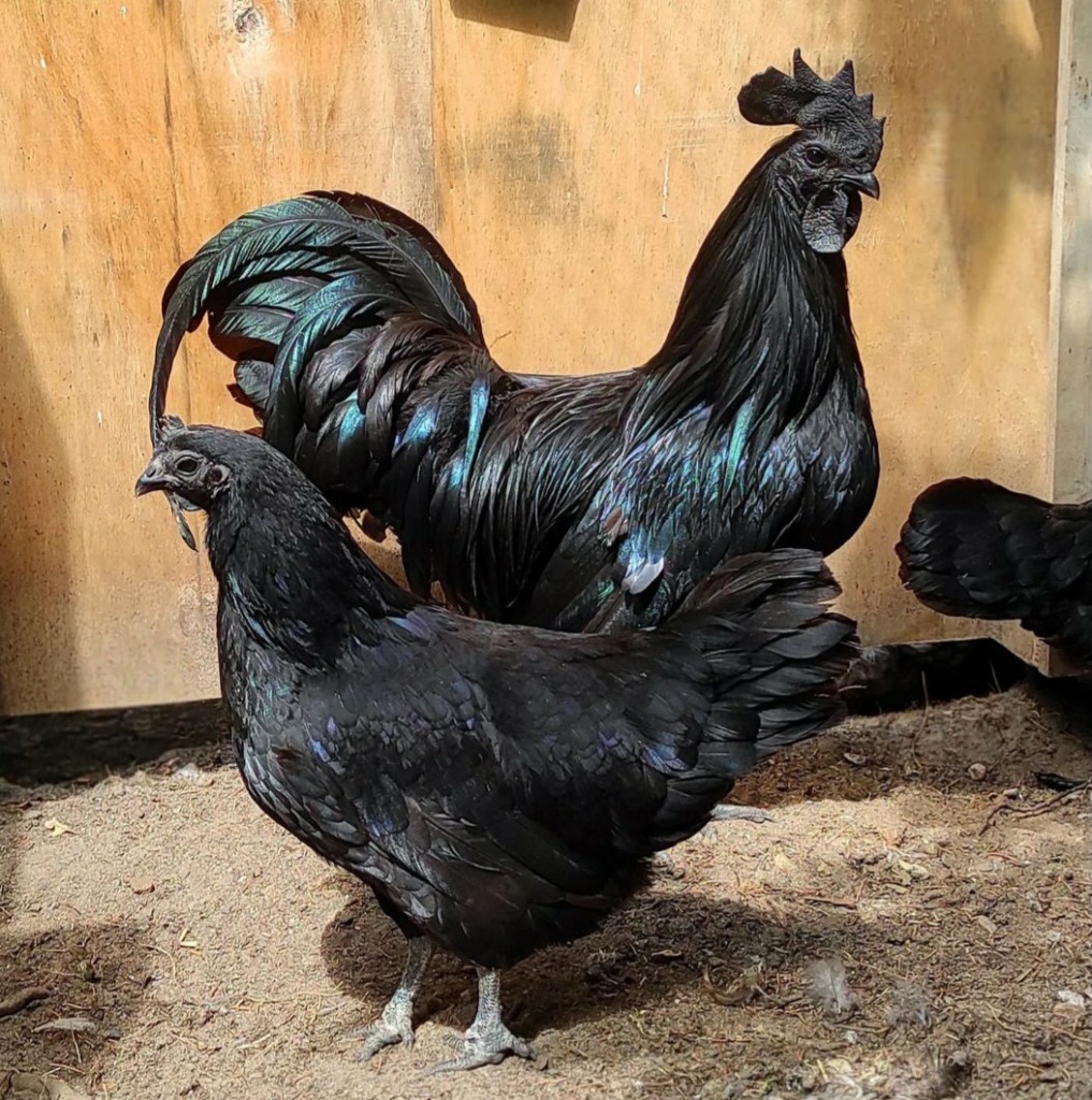 Ayam Cemani: Die komplett schwarze Hühnerrasse - Ilkasfarm