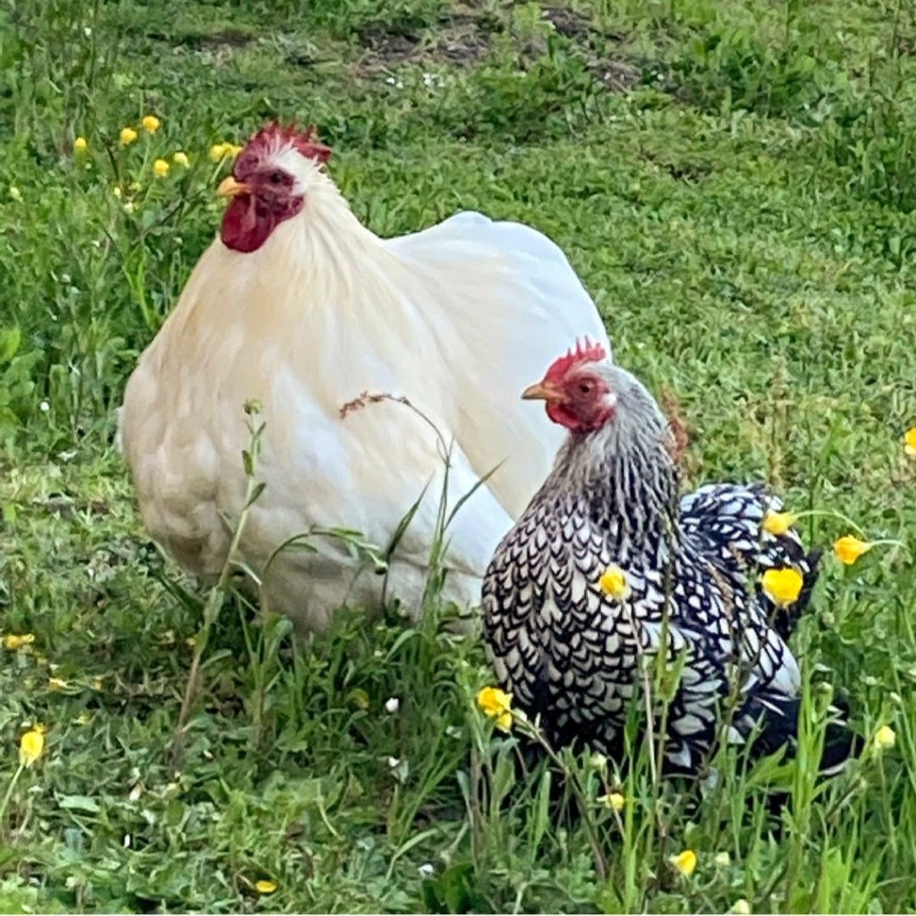 Cochin Huhn - Ilkasfarm