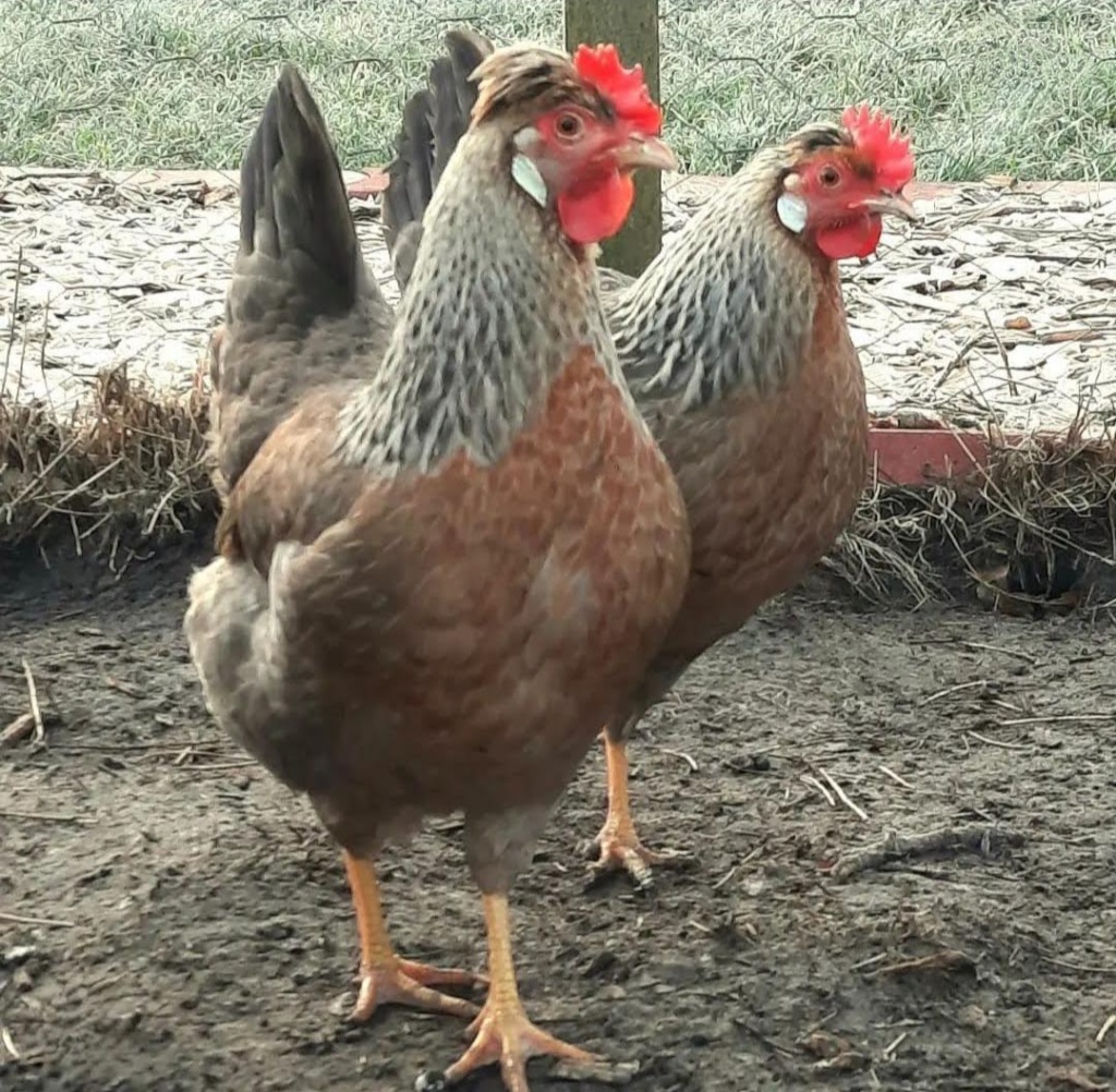 Cream Legbar - Ilkasfarm