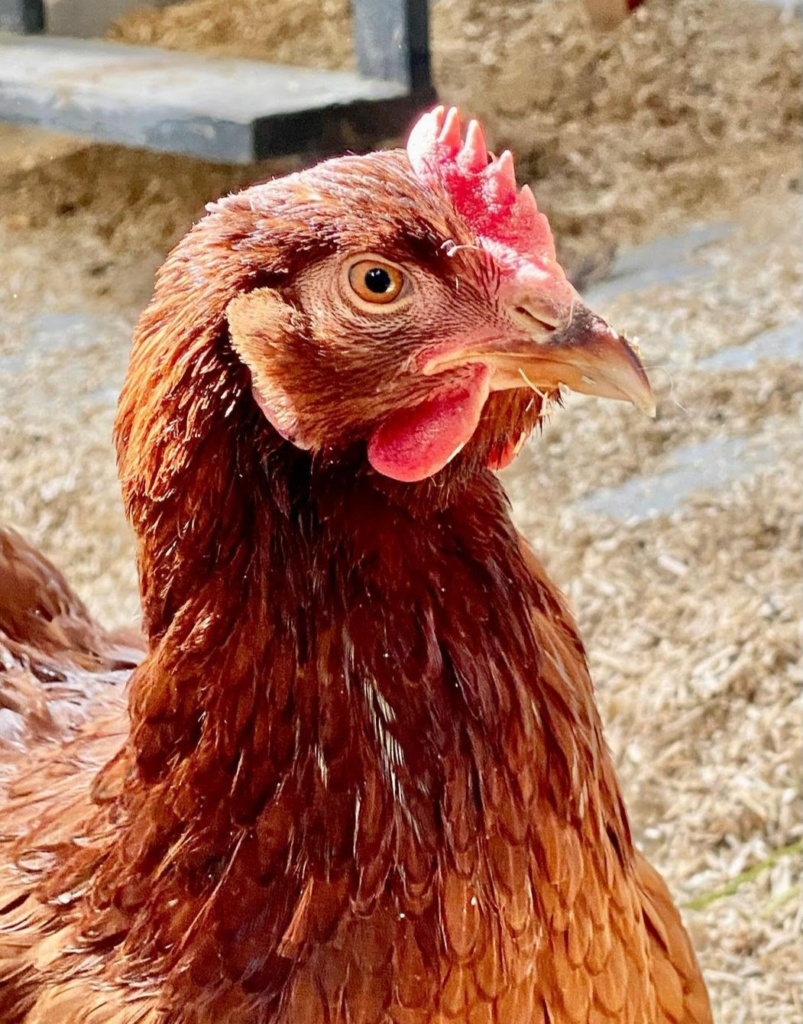 Rhodeländer Hühner (Rhode Island Reds) - Ilkasfarm