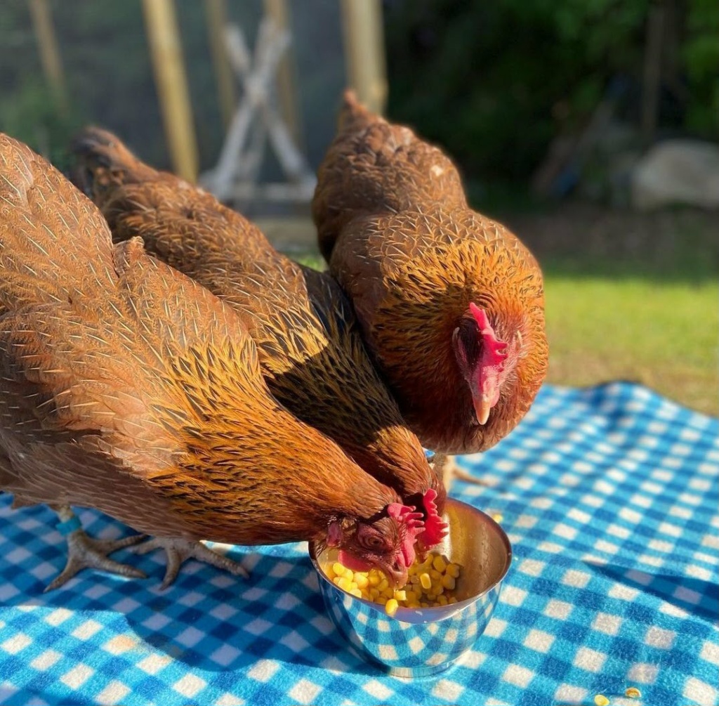 Welsumer - Ilkasfarm