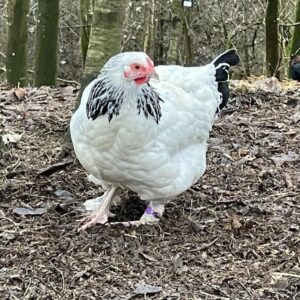 Sundheimer Huhn: Die seltene Hühnerrasse