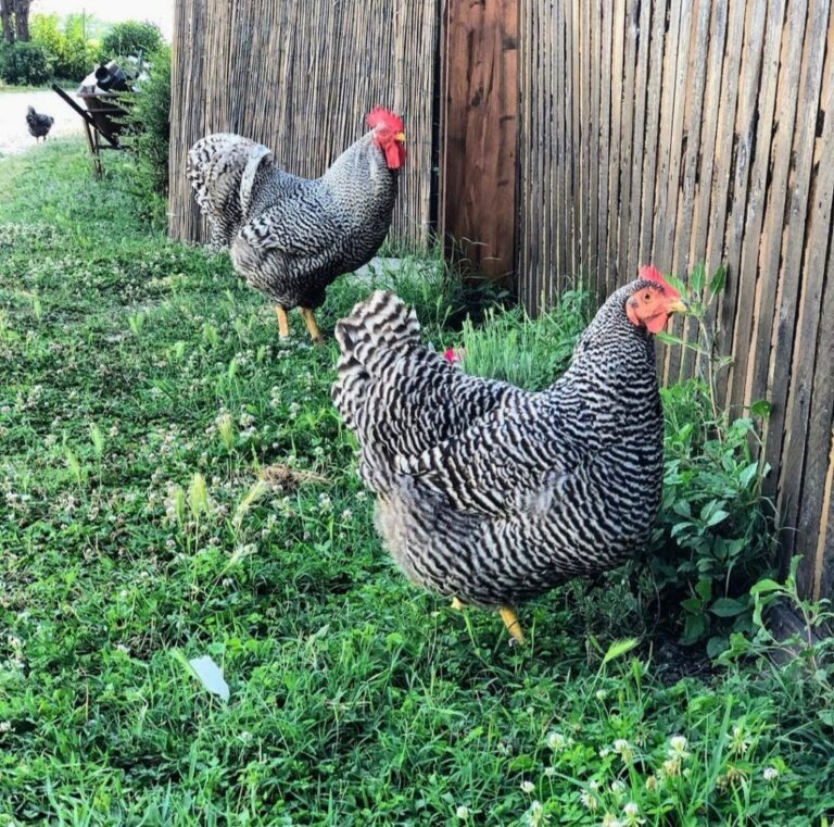 Amrock: Die robuste und gestreifte Hühnerrasse - Ilkasfarm