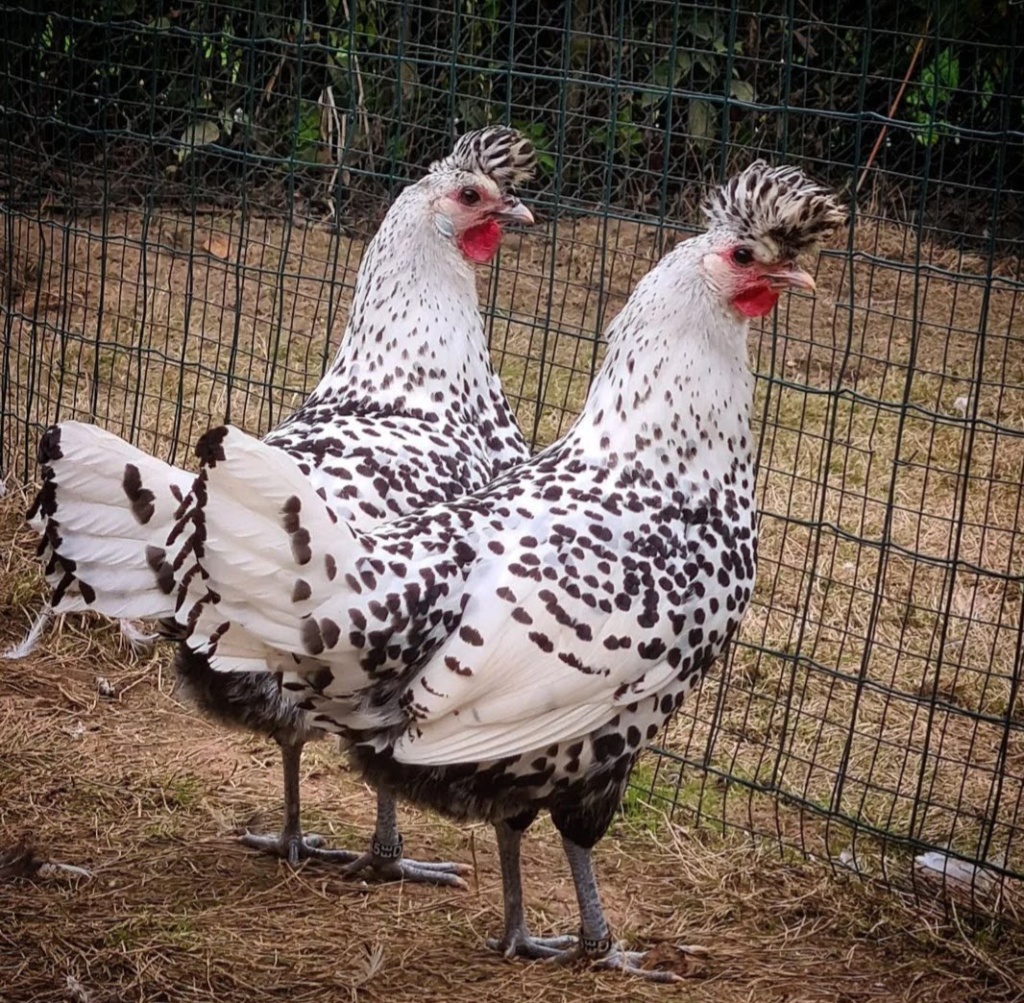 Appenzeller Spitzhauben: Die auffallende Hühnerrasse mit spitzen Hauben ...