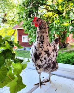 Silverudds Blå Hühner - Ilkasfarm